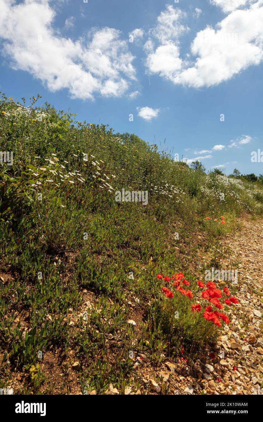 Vibrant Field poppies set in a natural wider landscape Stock Photo - Alamy