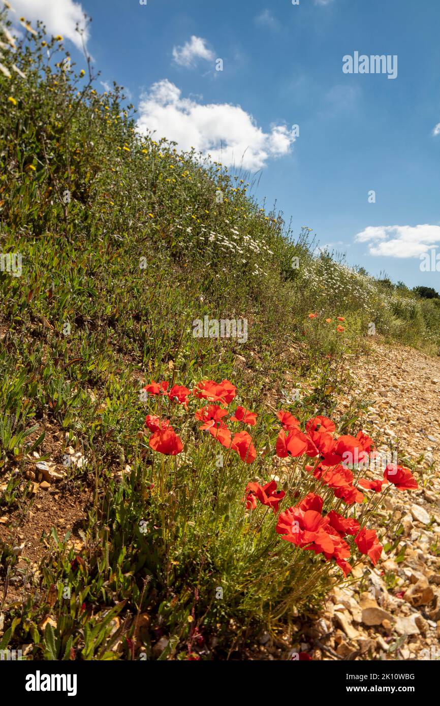 Vibrant Field poppies set in a natural wider landscape with blue sky ...