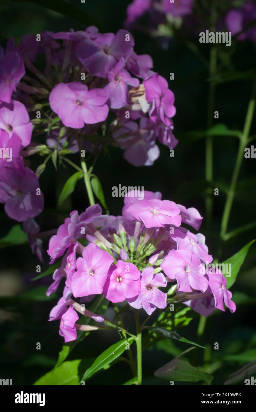 Paniculate phlox (garden phlox) in bloom, close up shot, local focus ...