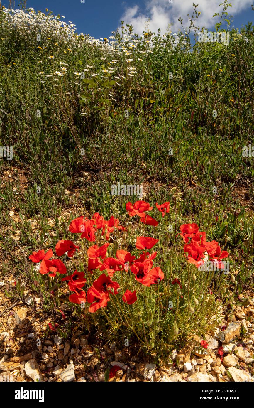 Vibrant Field poppies set in a natural wider landscape with blue sky ...