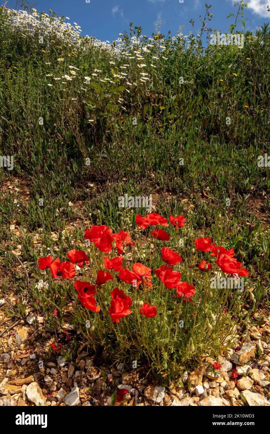 Vibrant Field poppies set in a natural wider landscape with blue sky ...