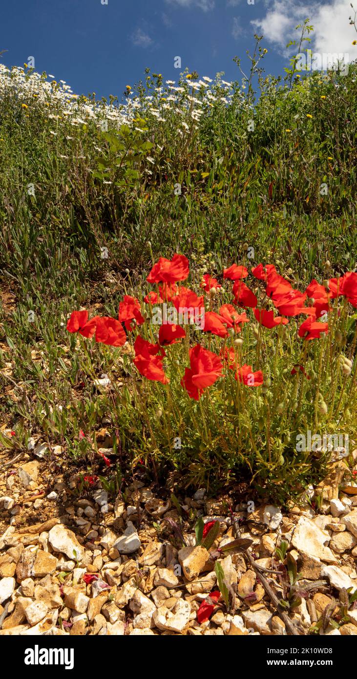 Vibrant Field poppies set in a natural wider landscape with blue sky ...