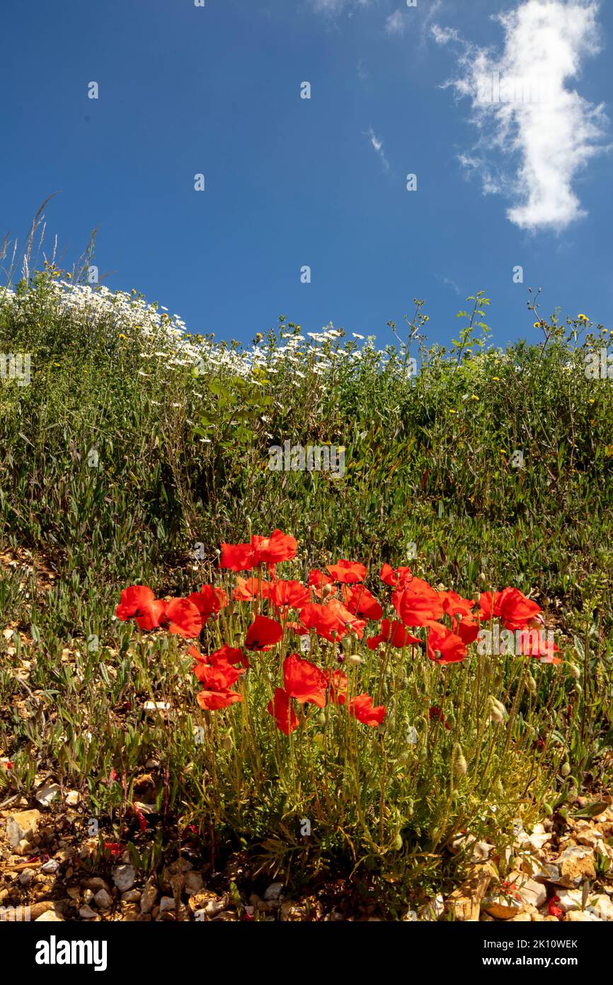 Vibrant Field poppies set in a natural wider landscape with blue sky ...
