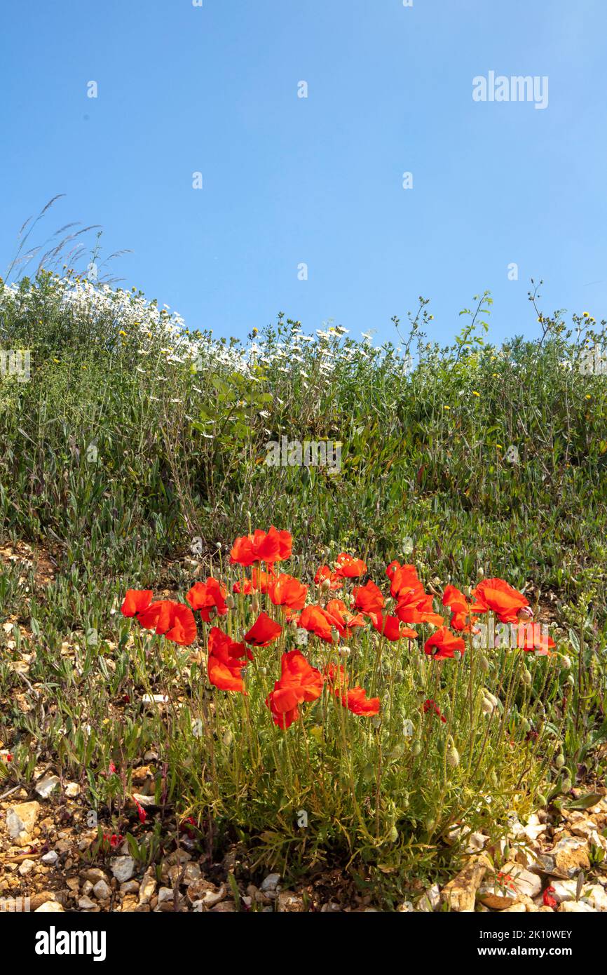 Vibrant Field poppies set in a natural wider landscape with blue sky ...