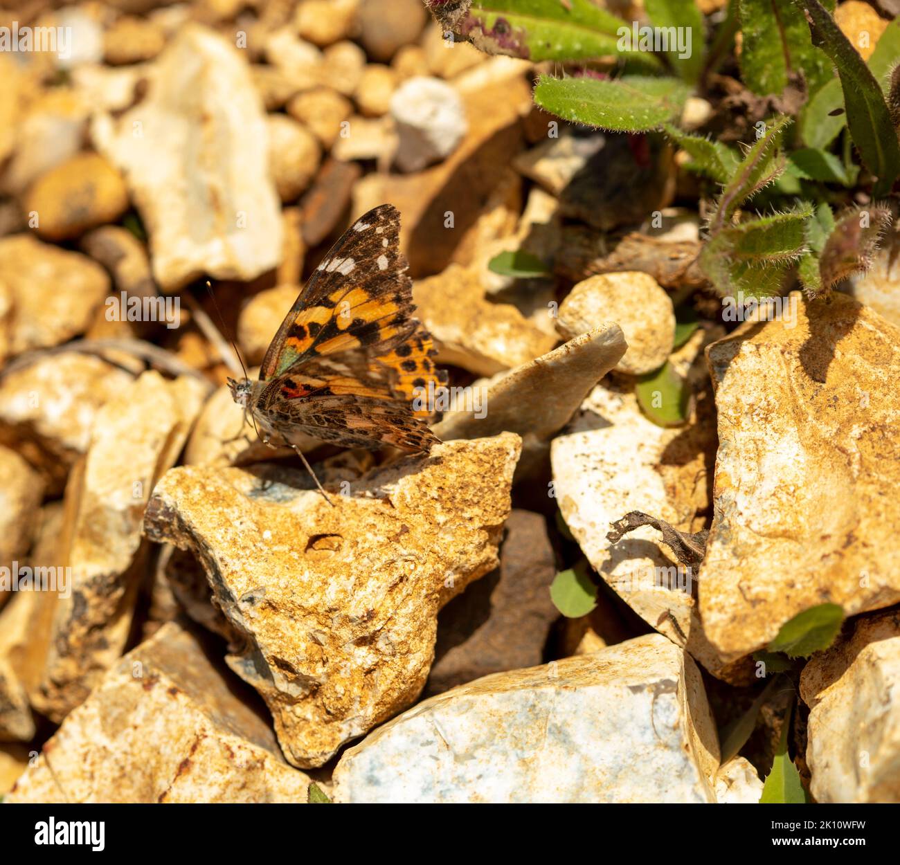 Chalkland butterfly warming itself on the ground Stock Photo - Alamy