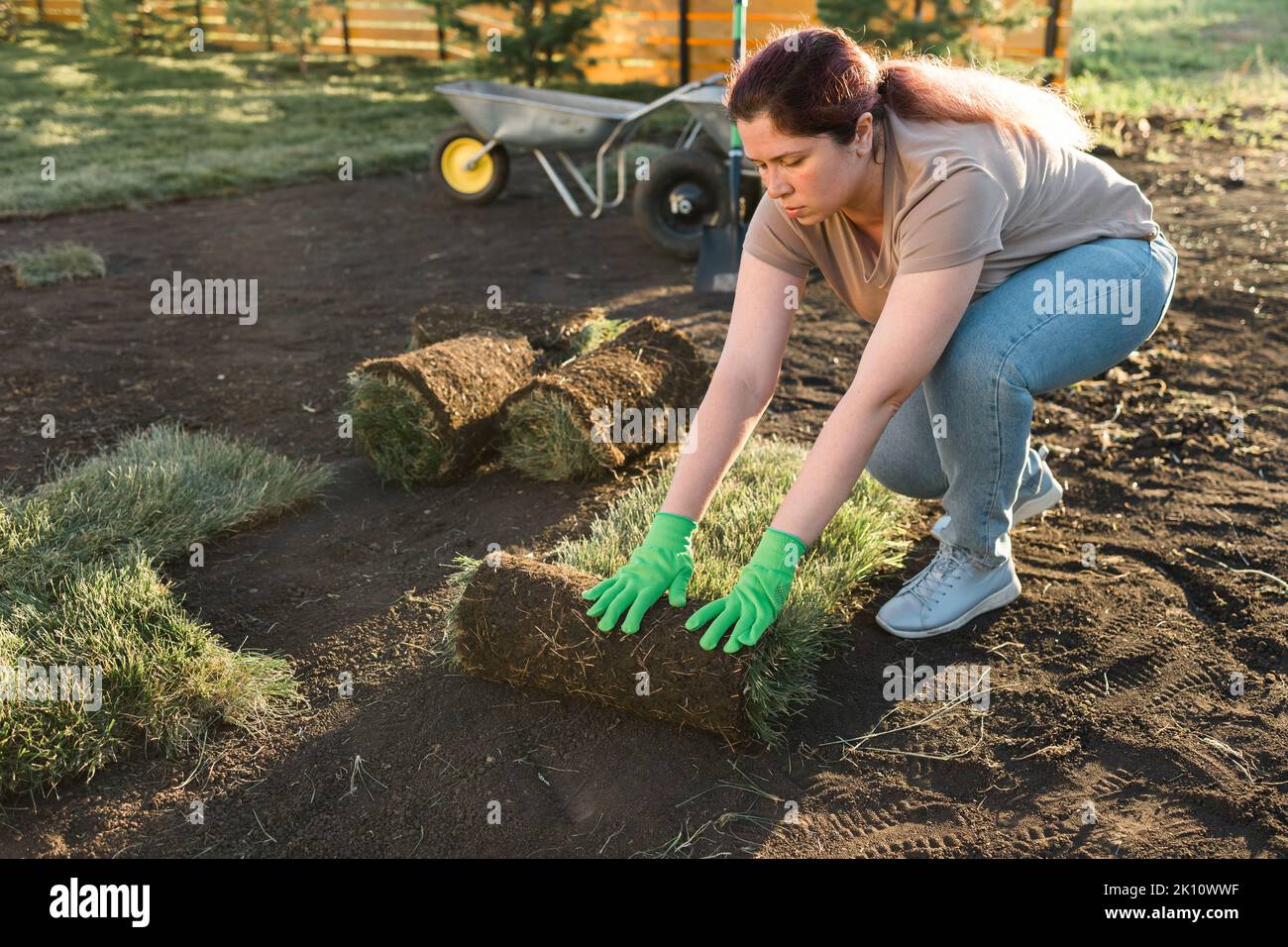 Young woman laying sod for new garden lawn - turf laying concept Stock ...