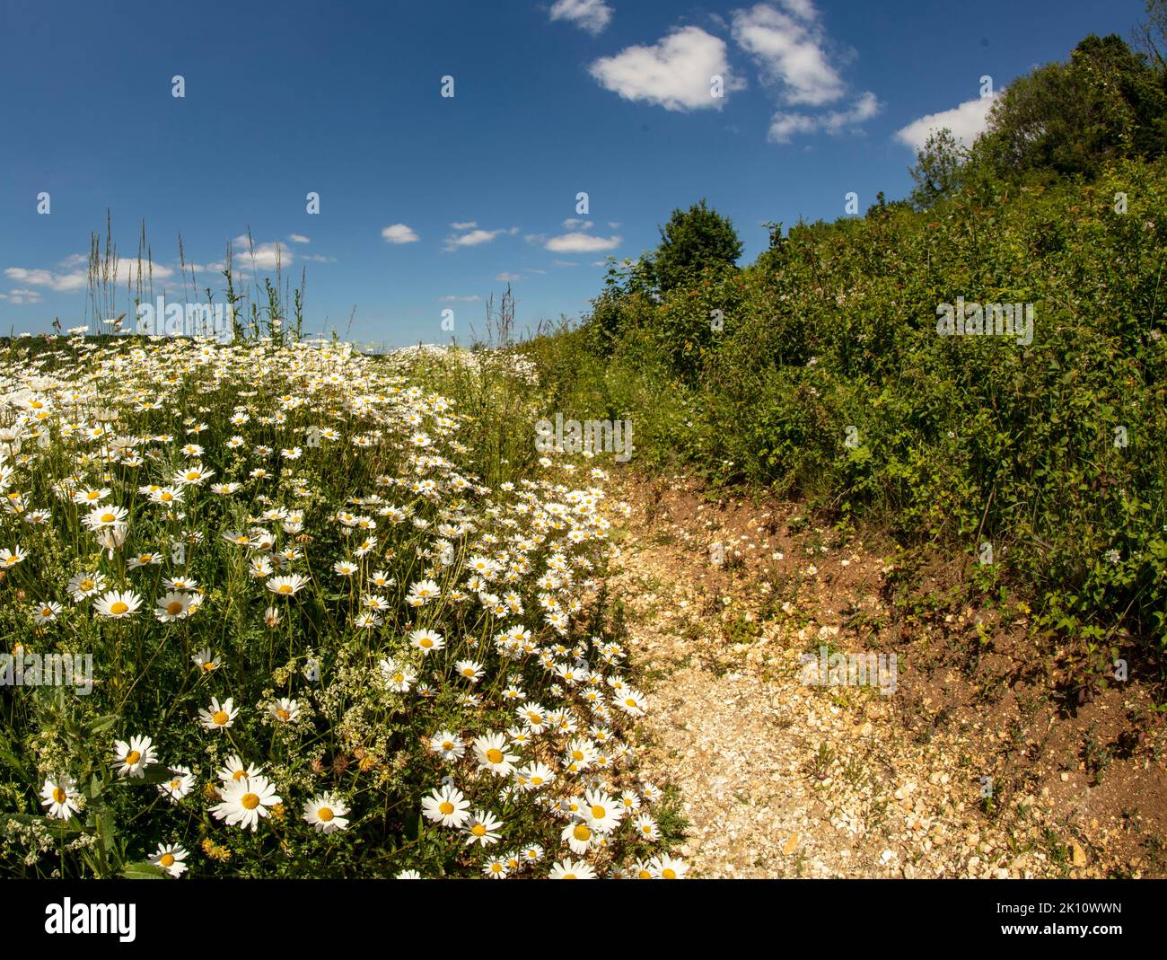 Sparkling Leucanthemum vulgare, ox-eye daisy, oxeye daisy, flowering ...