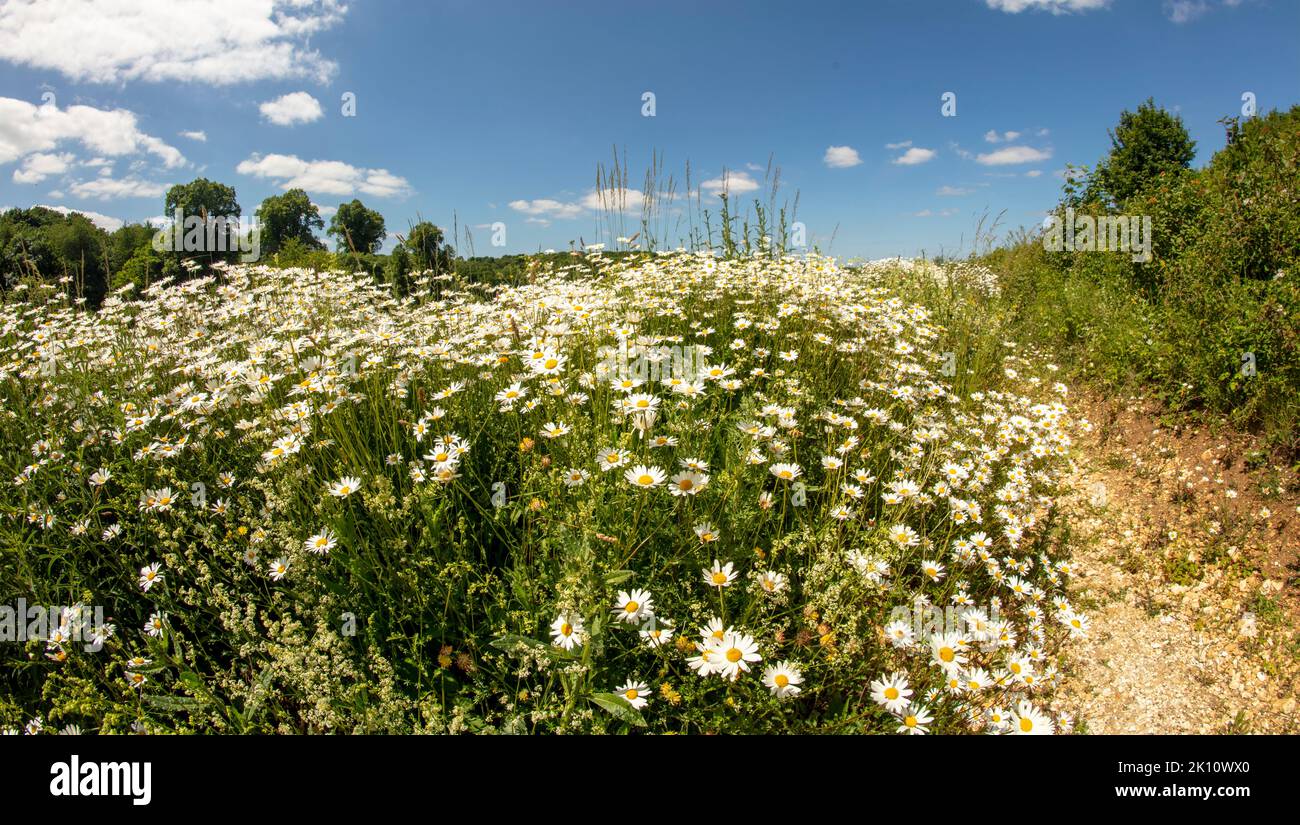 Sparkling Leucanthemum vulgare, ox-eye daisy, oxeye daisy, flowering ...