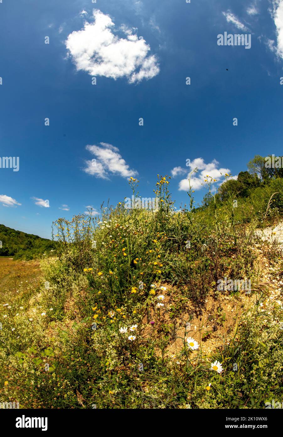 Sparkling Leucanthemum vulgare, ox-eye daisy, oxeye daisy, flowering ...