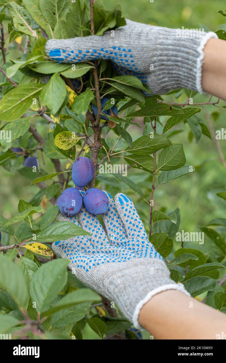 hand plucks a ripe plum from a branch. the farmer shows the fruits of ...