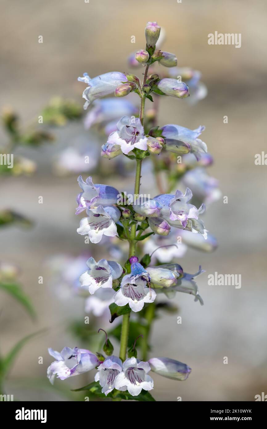 Close up of a penstemon flower in bloom Stock Photo - Alamy