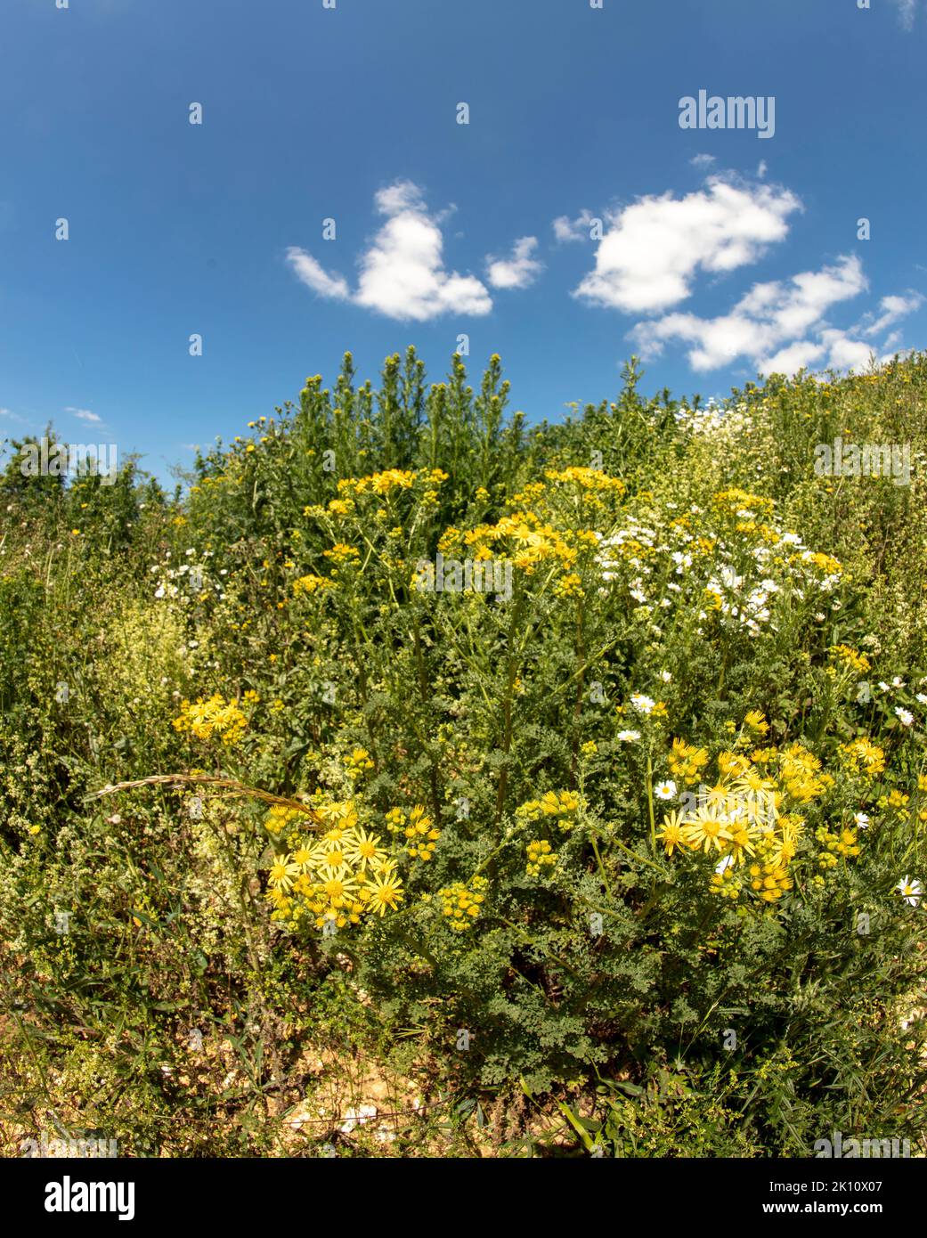 Yellow chalk downs flower, Common Ragwort, Jacobaea vulgaris (?), close ...