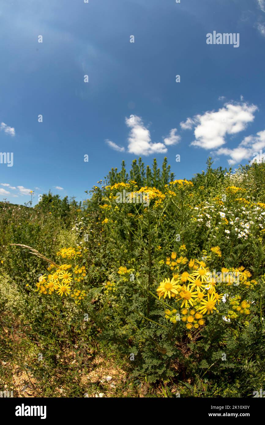 Yellow chalk downs flower, Common Ragwort, Jacobaea vulgaris (?), close ...