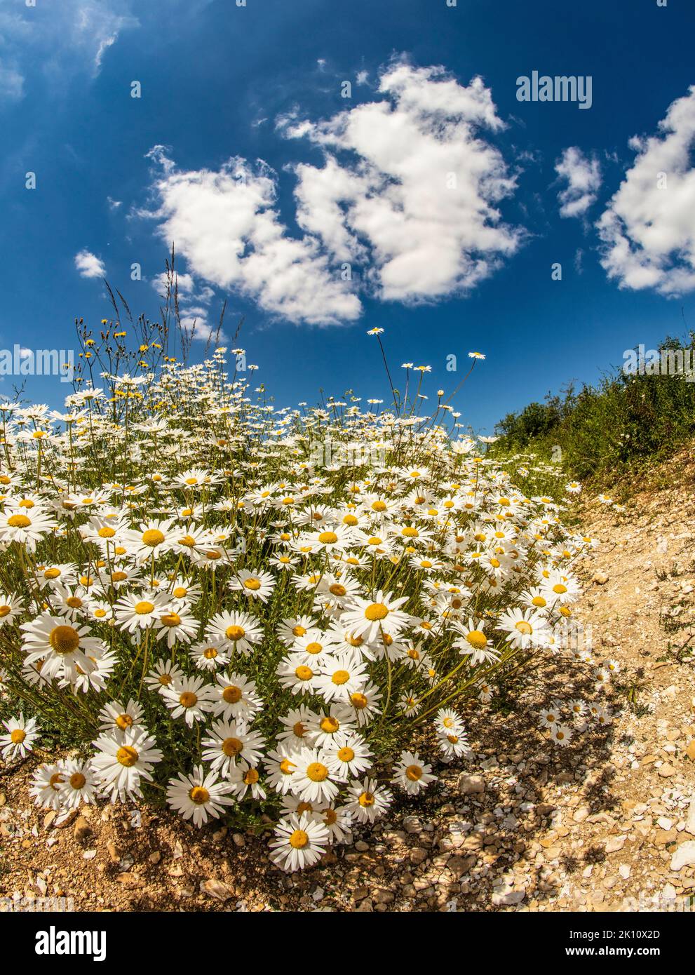Leucanthemum vulgare, ox-eye daisy, oxeye daisy, dog daisy, marguerite ...