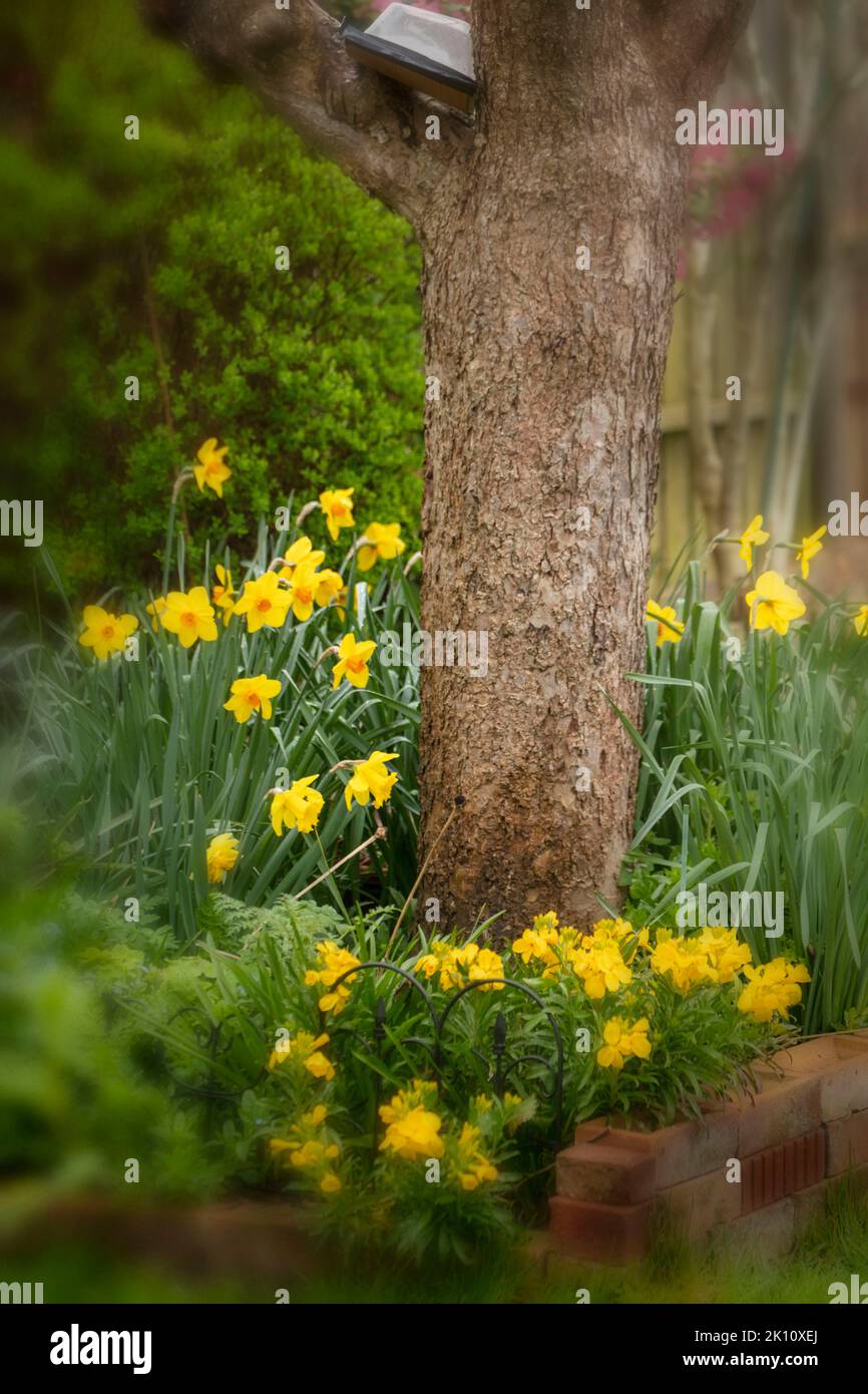 Joyful yellow daffodils flowering in an urban garden during spring ...