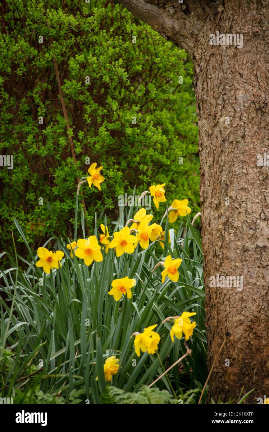 Joyful yellow daffodils flowering in an urban garden during spring ...