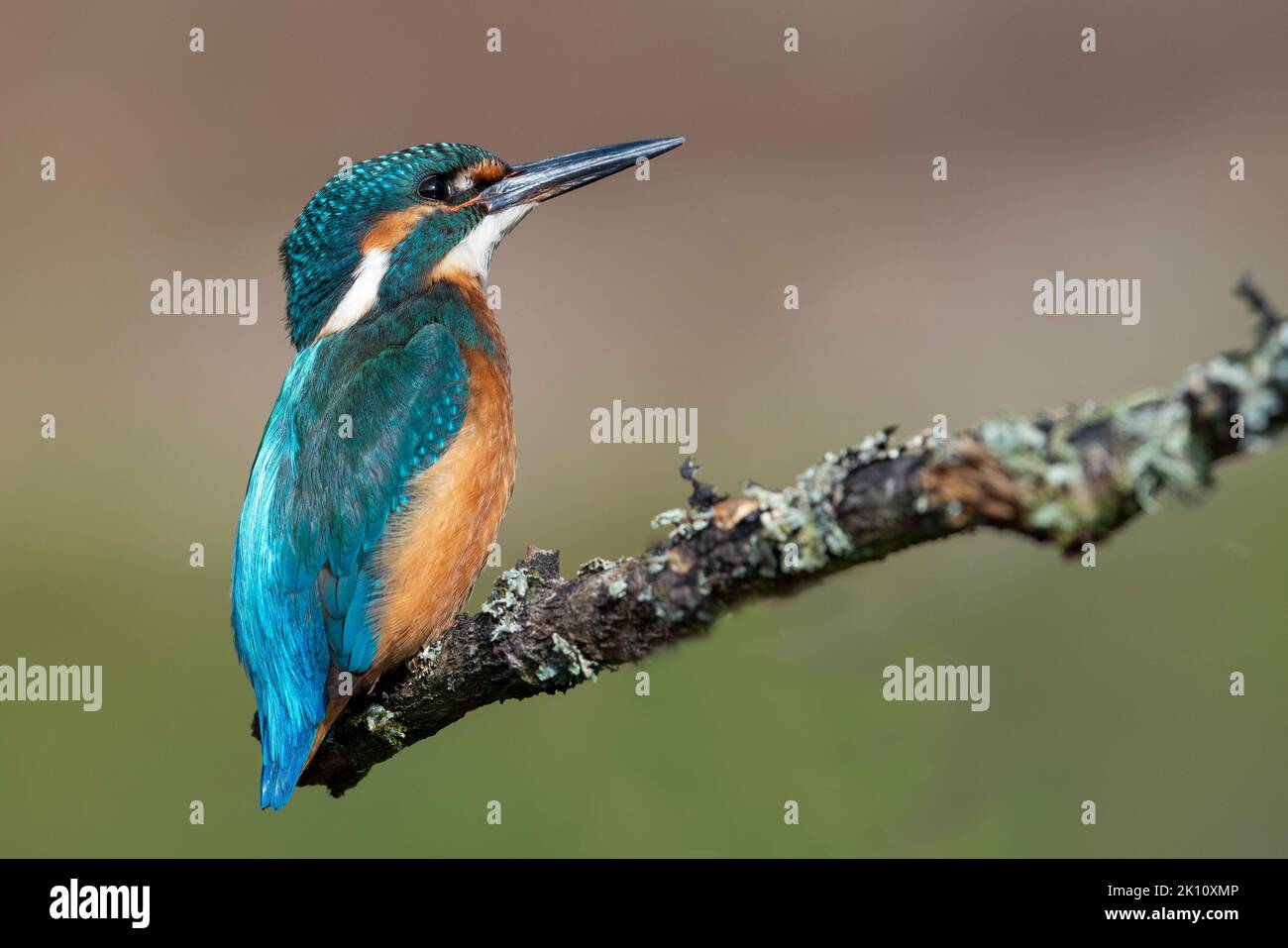 Eurasian Kingfisher (Alcedo atthis) sat on a fishing perch Stock Photo ...