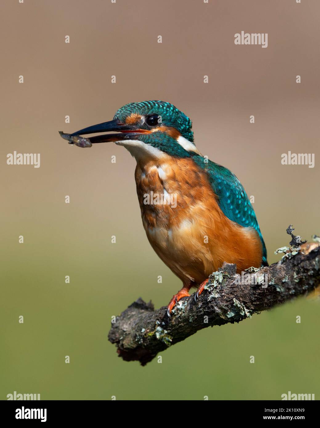 Eurasian Kingfisher (Alcedo atthis) sat on a fishing perch Stock Photo ...