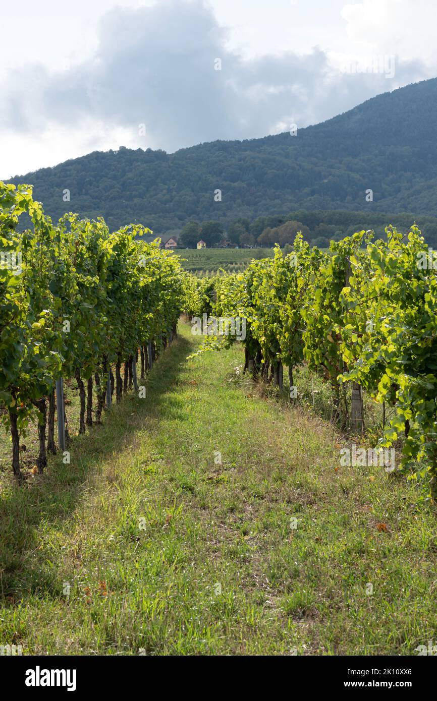 Panoramic view of vine fields along the wine route at sunset Stock ...