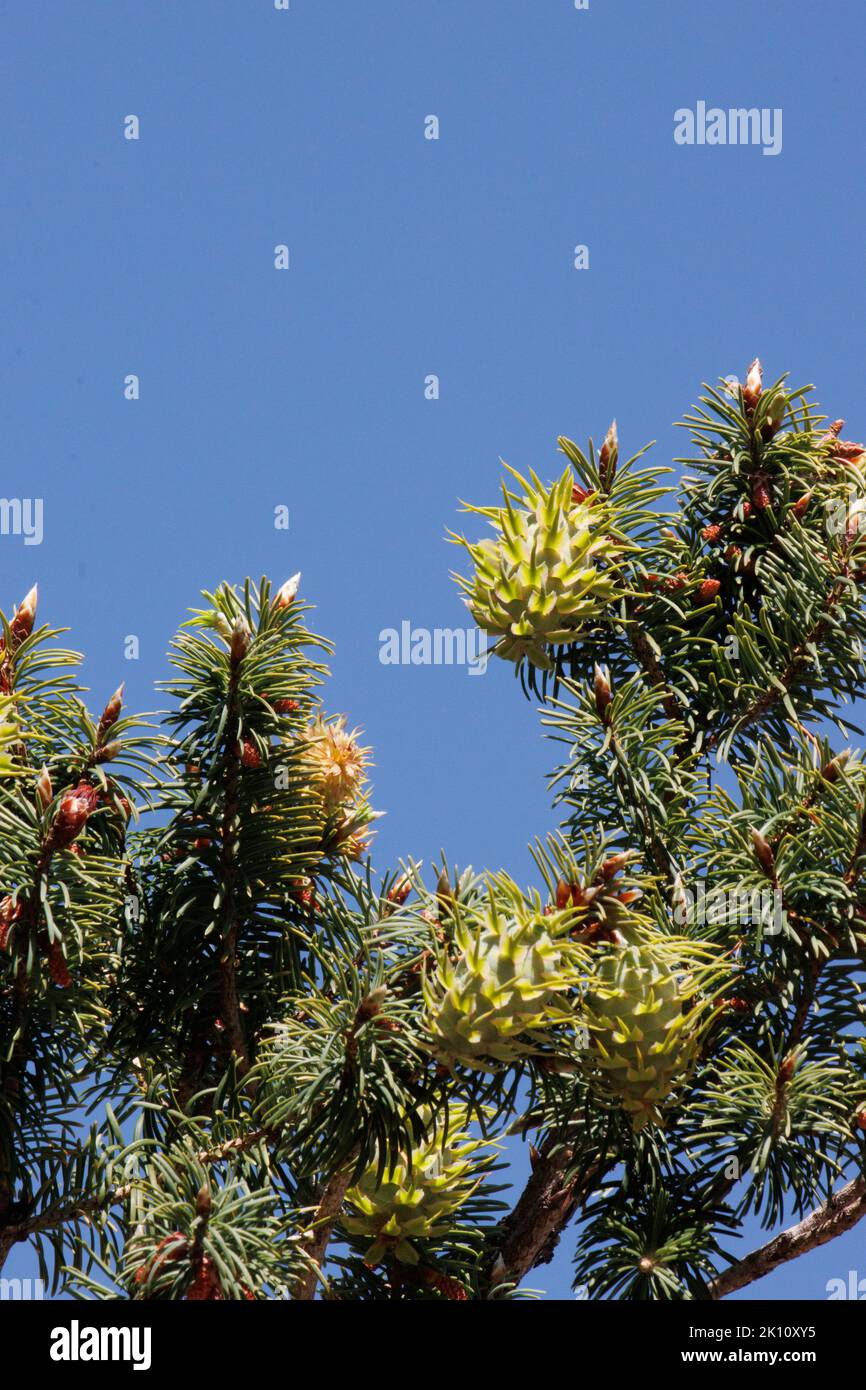 Bigcone spruce hi-res stock photography and images - Alamy