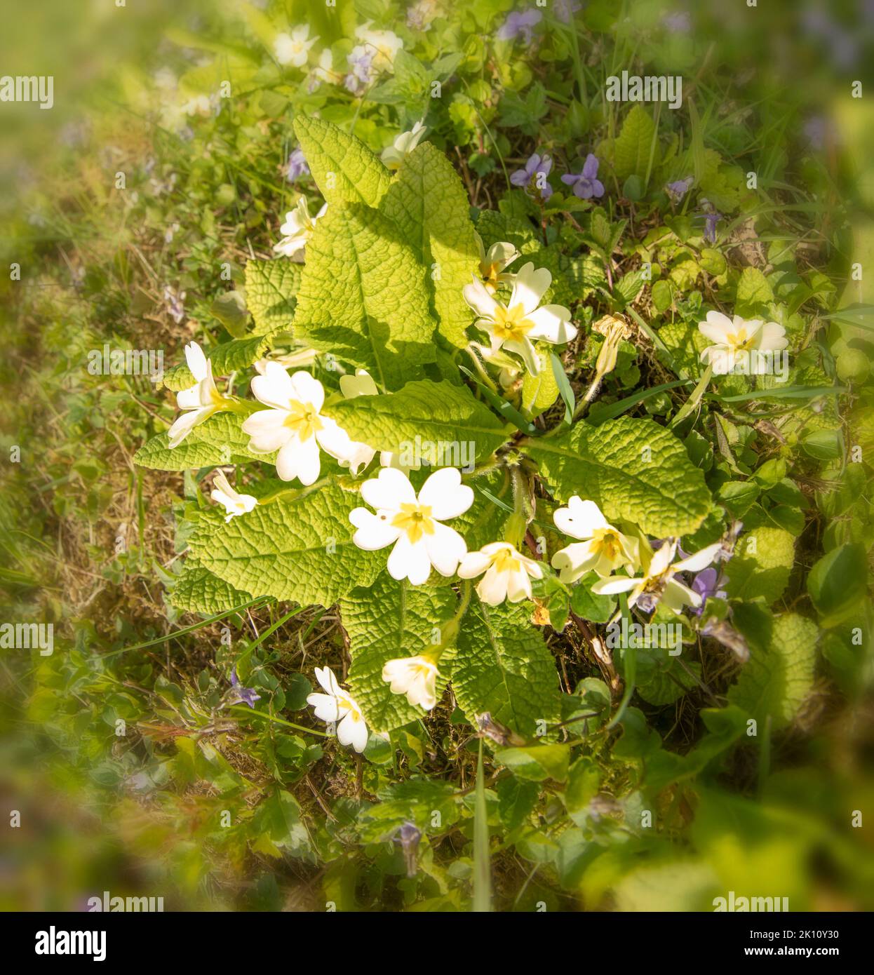 Delightful Primula vulgaris, common primrose, flowering in spring ...