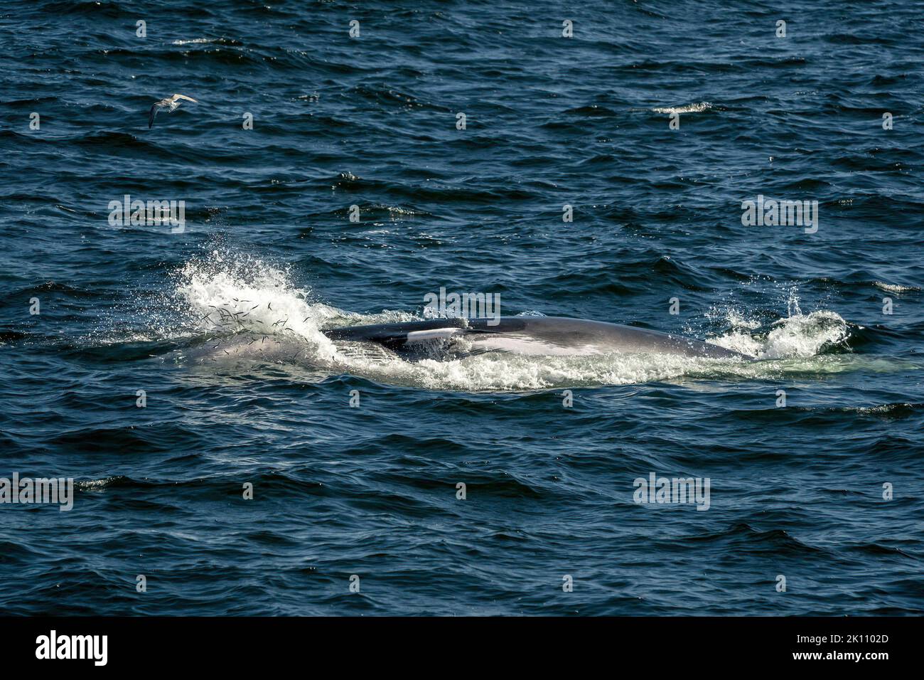 Minke whale eating in cape cod whale watching tour Stock Photo - Alamy