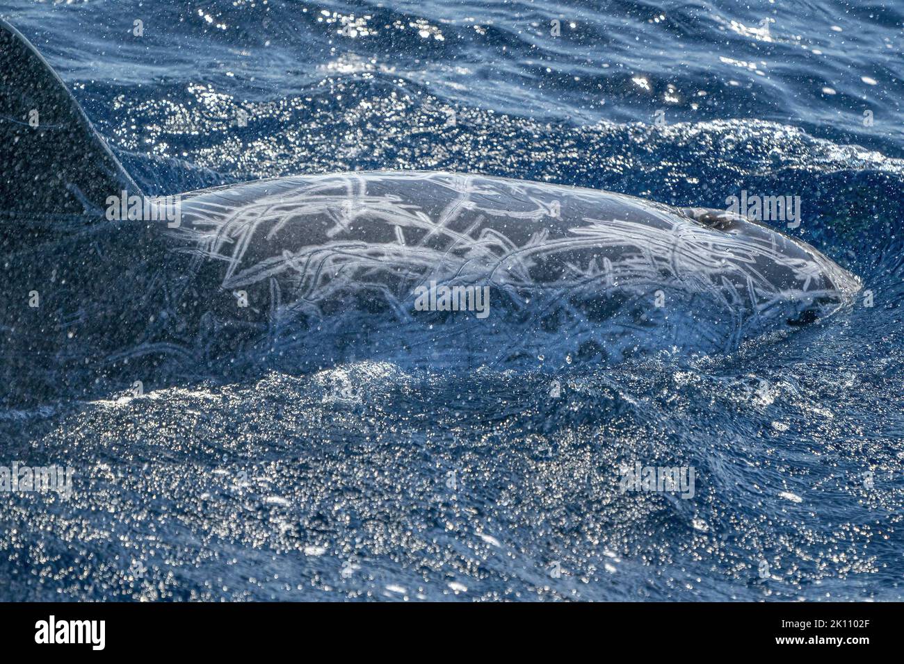 Risso's dolphin wales hi-res stock photography and images - Alamy