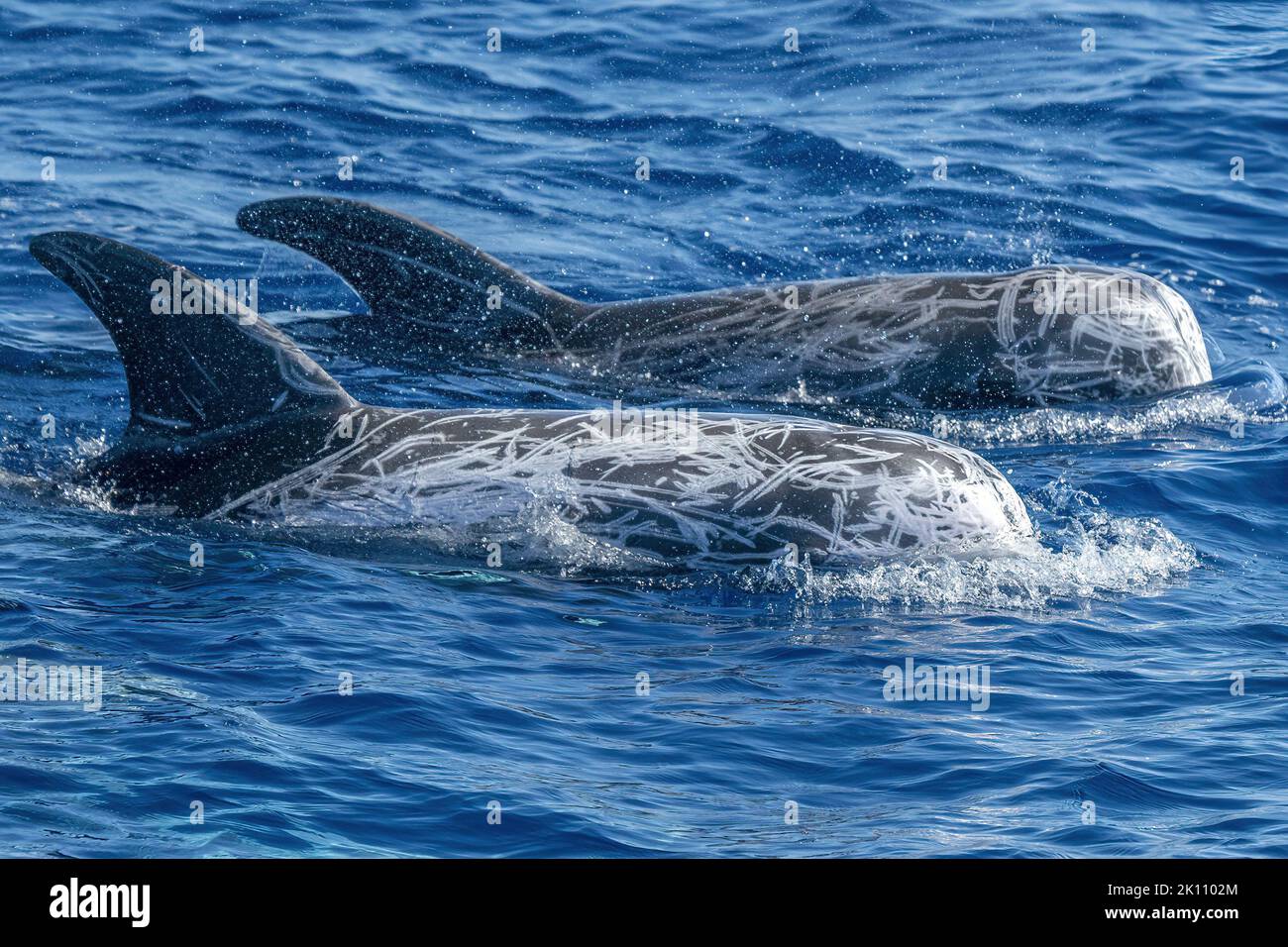 Risso dolphin azores hi-res stock photography and images - Alamy