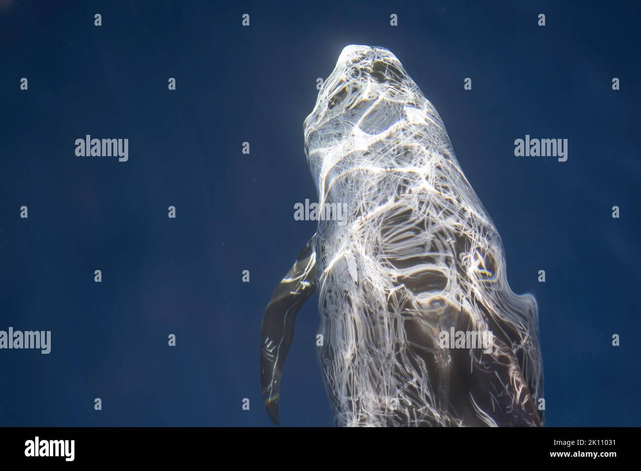 Risso's dolphin wales hi-res stock photography and images - Alamy