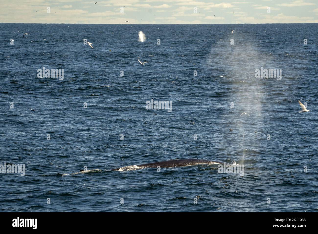 Fin whale in cape cod whale watching tour Stock Photo - Alamy