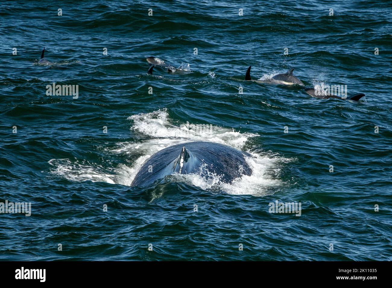 humpback whale eating in cape cod whale watching tour with atlantic ...
