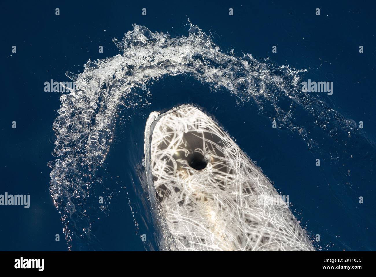 Risso's dolphin wales hi-res stock photography and images - Alamy