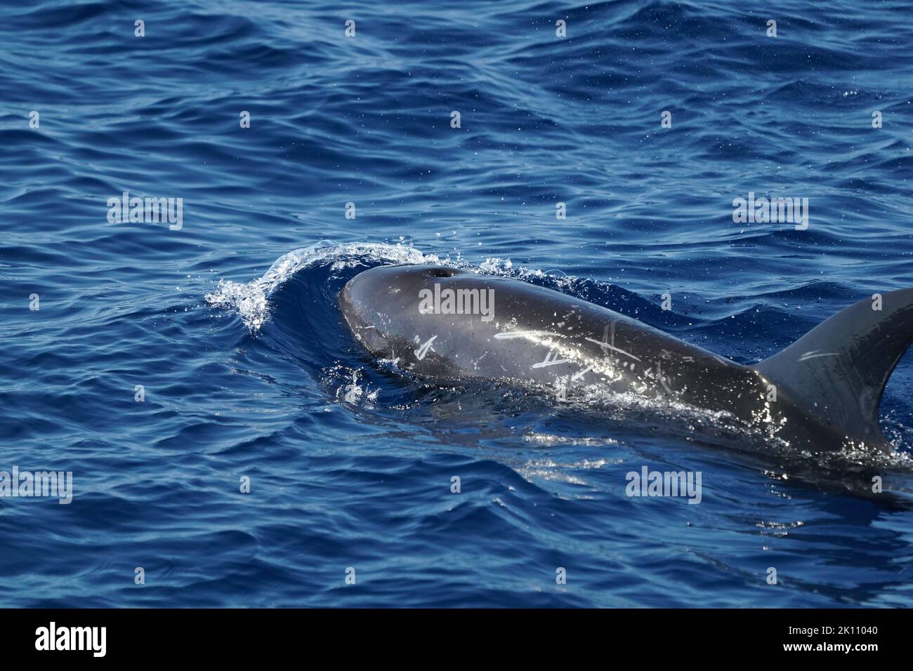 Risso's dolphin wales hi-res stock photography and images - Alamy