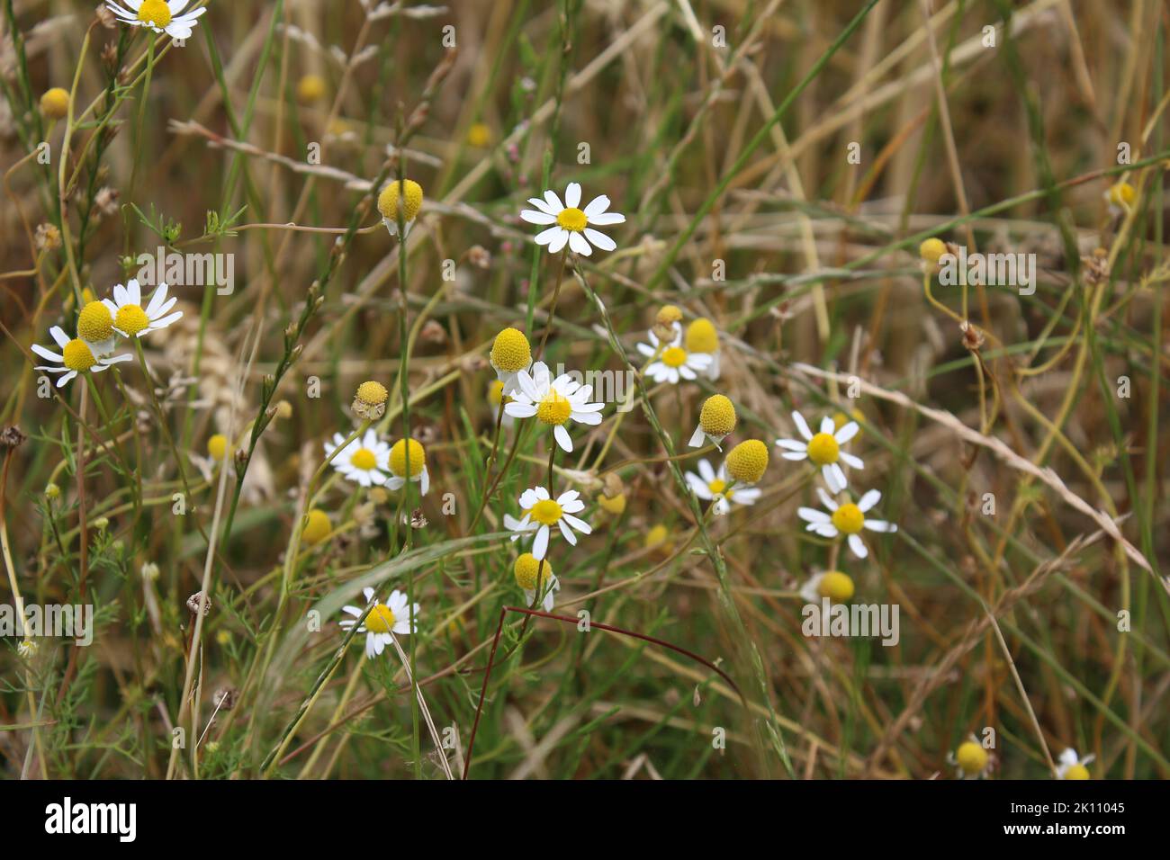 Medicinal plant chamomile landscape hi-res stock photography and images ...