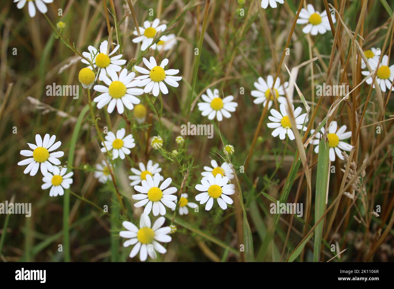 Chamomile is a medicinal plant. Field flowers close-up. White blossoms ...