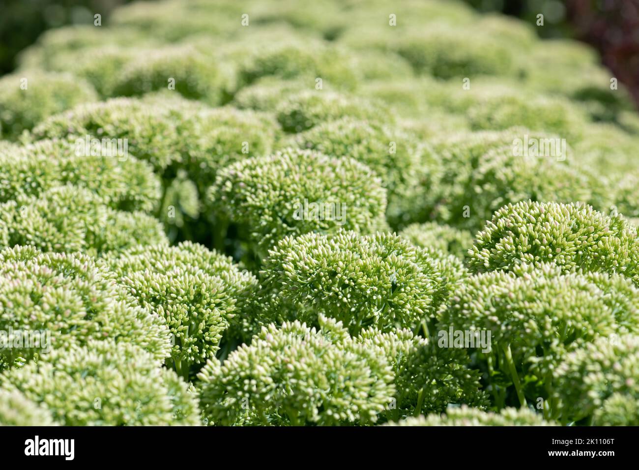 Sedum flowers emerging into bloom Stock Photo - Alamy