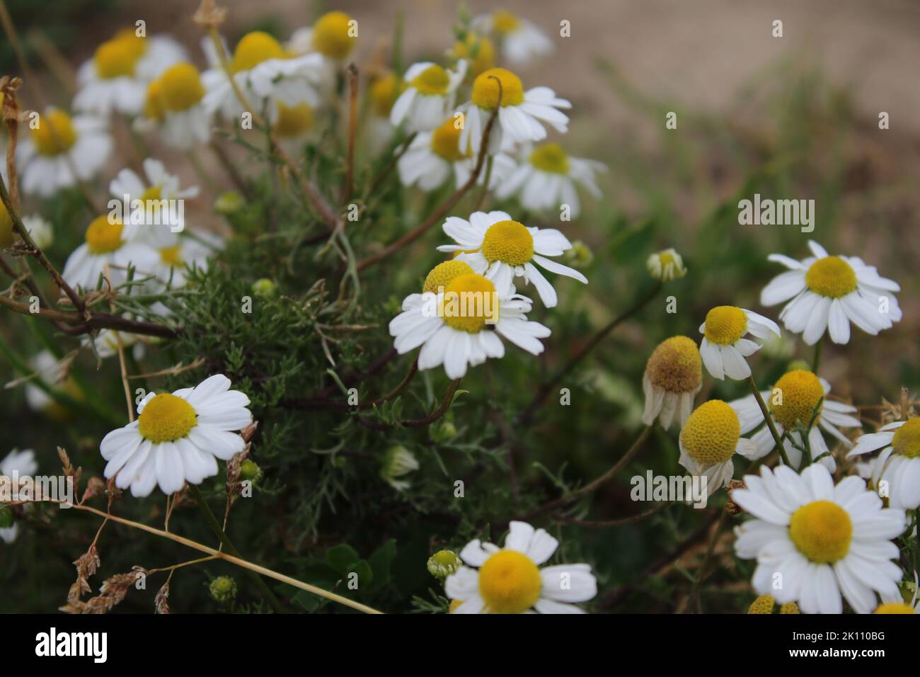 Chamomile is a medicinal plant. Field flowers close-up. White blossoms ...