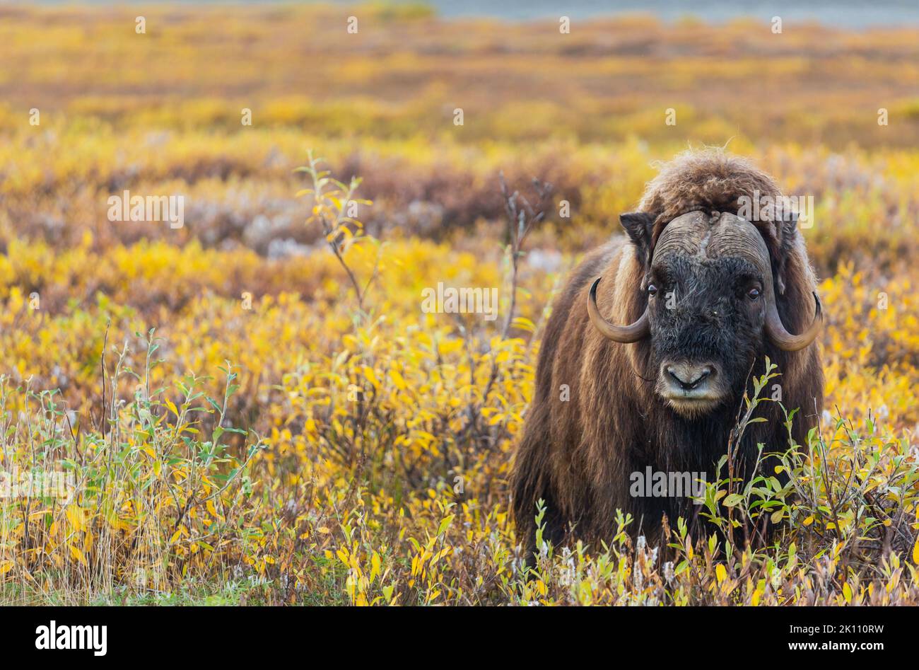 Wild musk ox in a autumn landscape in arctic tundra, Canada Stock Photo ...