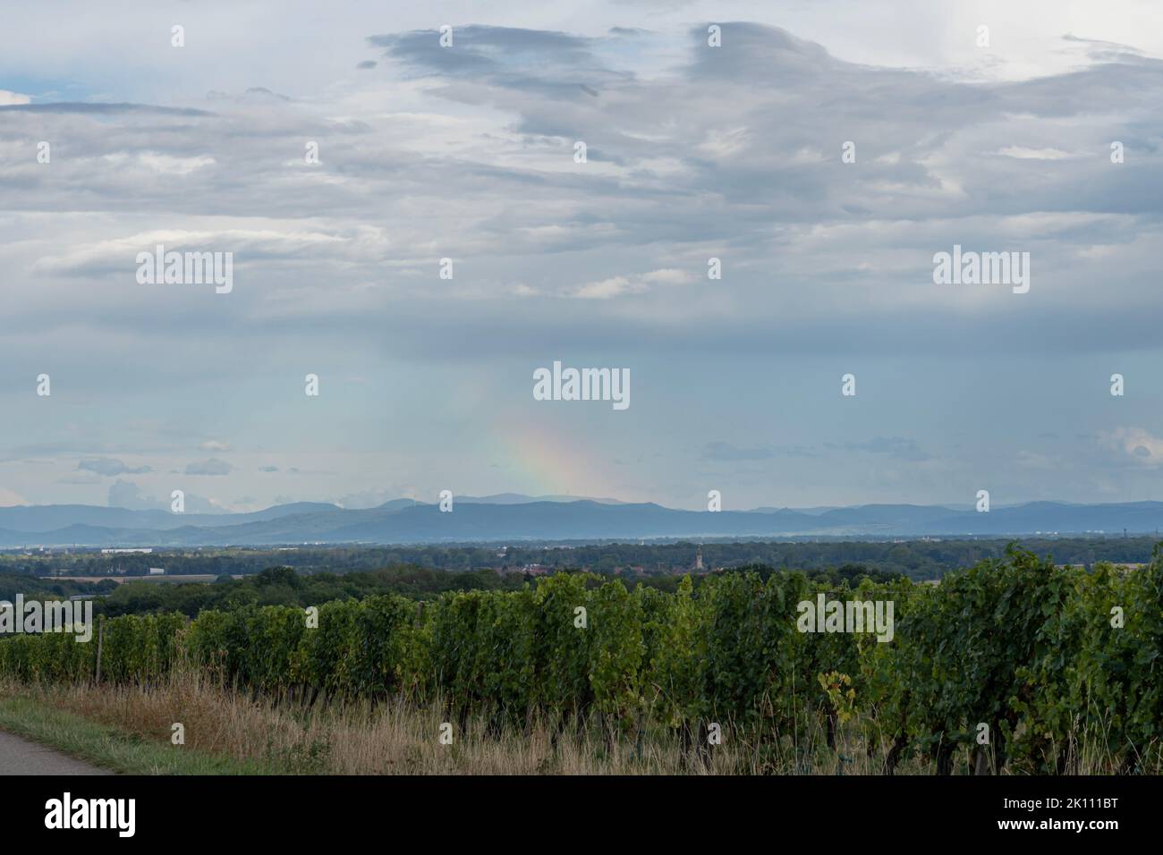 Panoramic view of vine fields along the wine route at sunset with ...