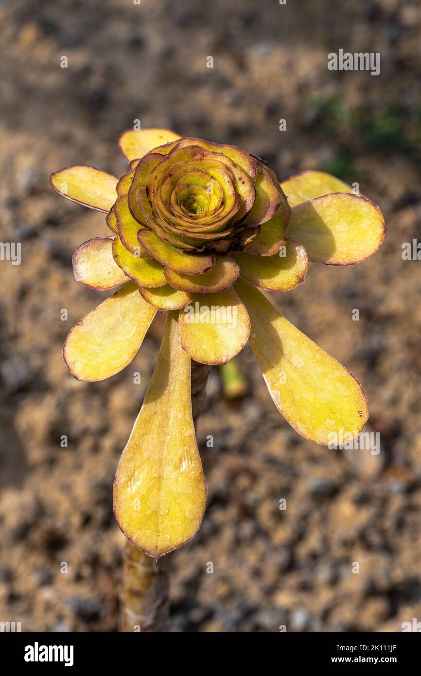 Shoot and Leaves of the Canary Island Aeonium (Aeonium holochrysum ...