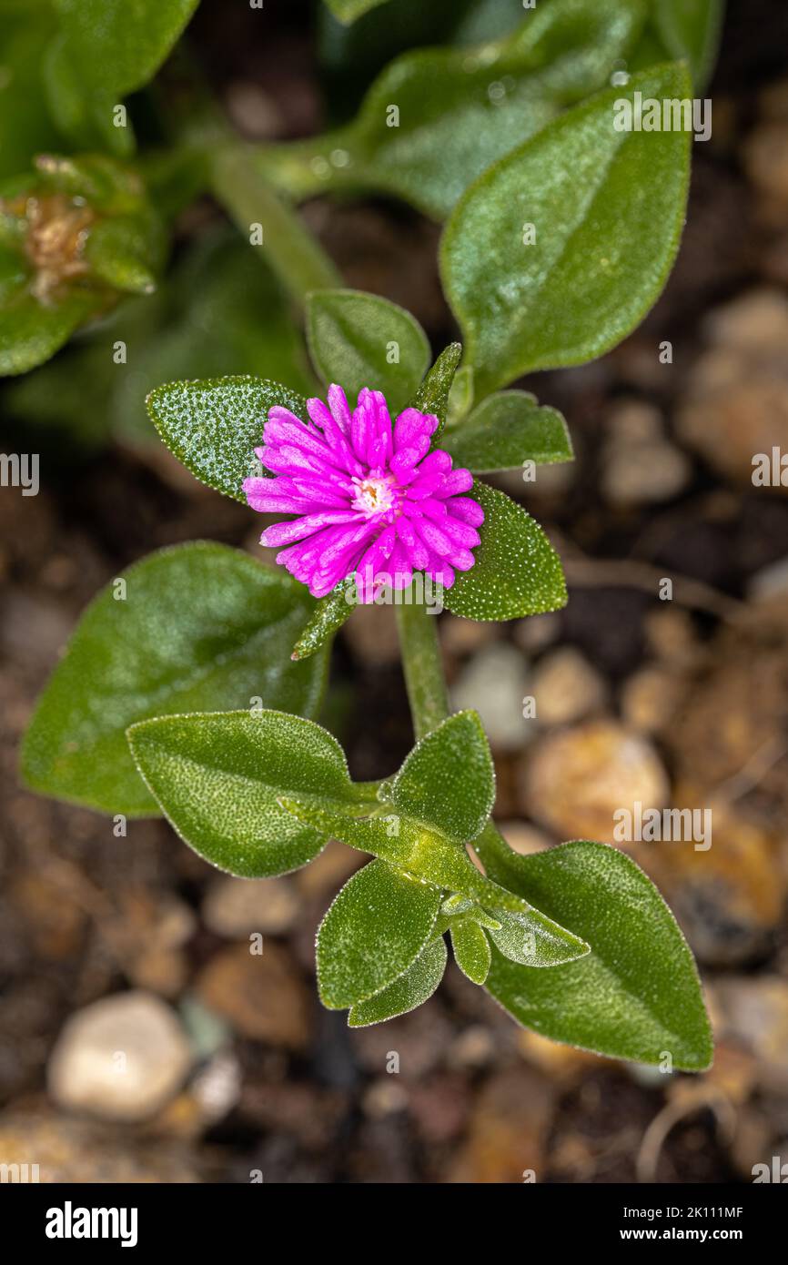 Flower of Baby Sun Rose (Aptenia cordifolia Stock Photo - Alamy