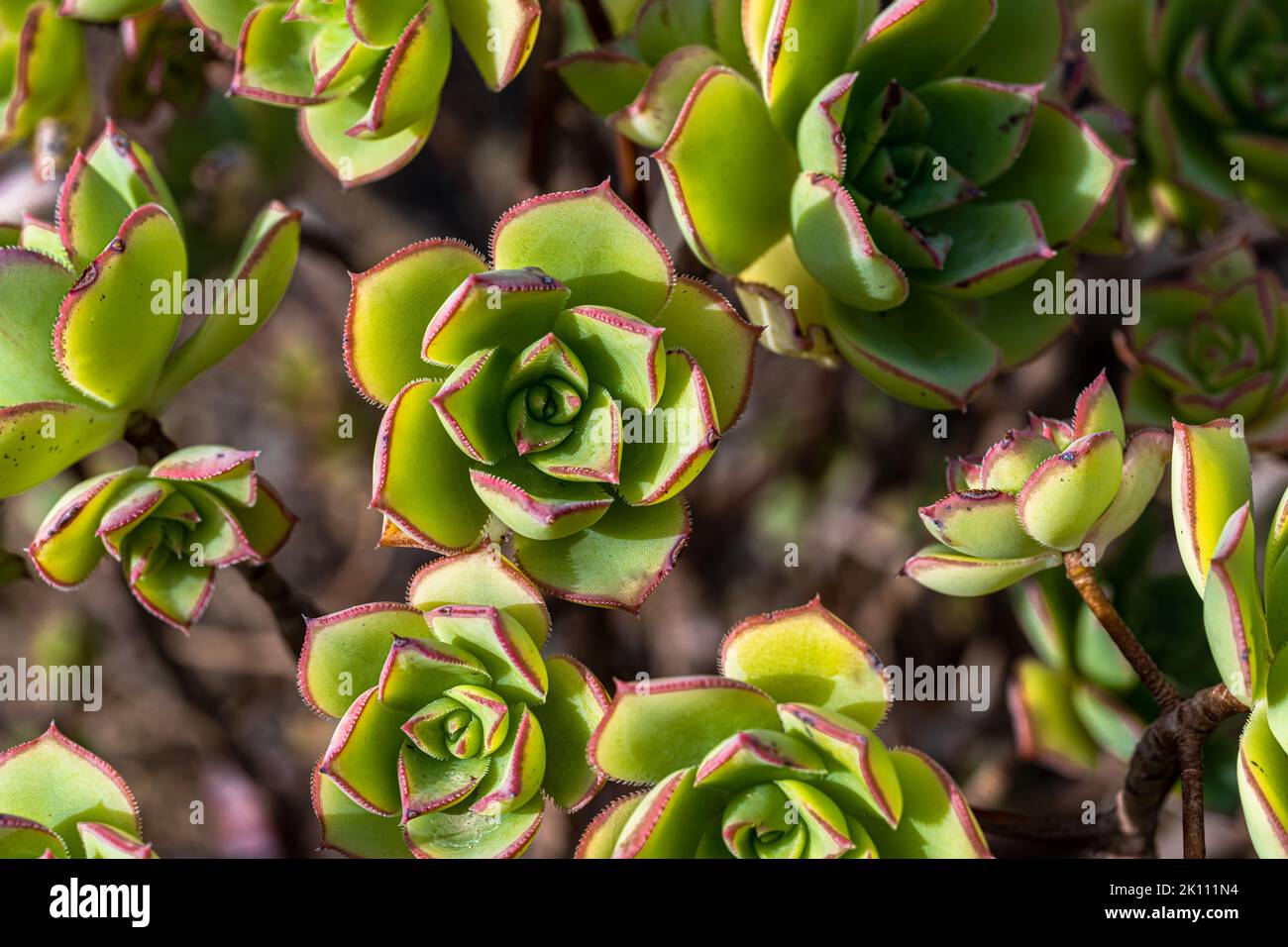 Haworth's Aeonium or Pinwheel (Aeonium haworthii Stock Photo - Alamy