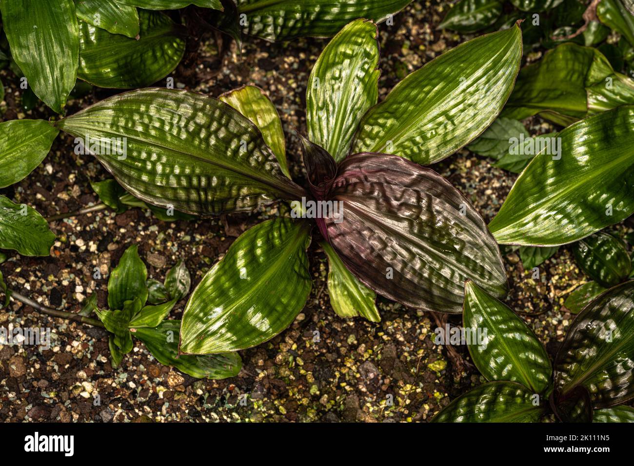 Monosperma hi-res stock photography and images - Alamy