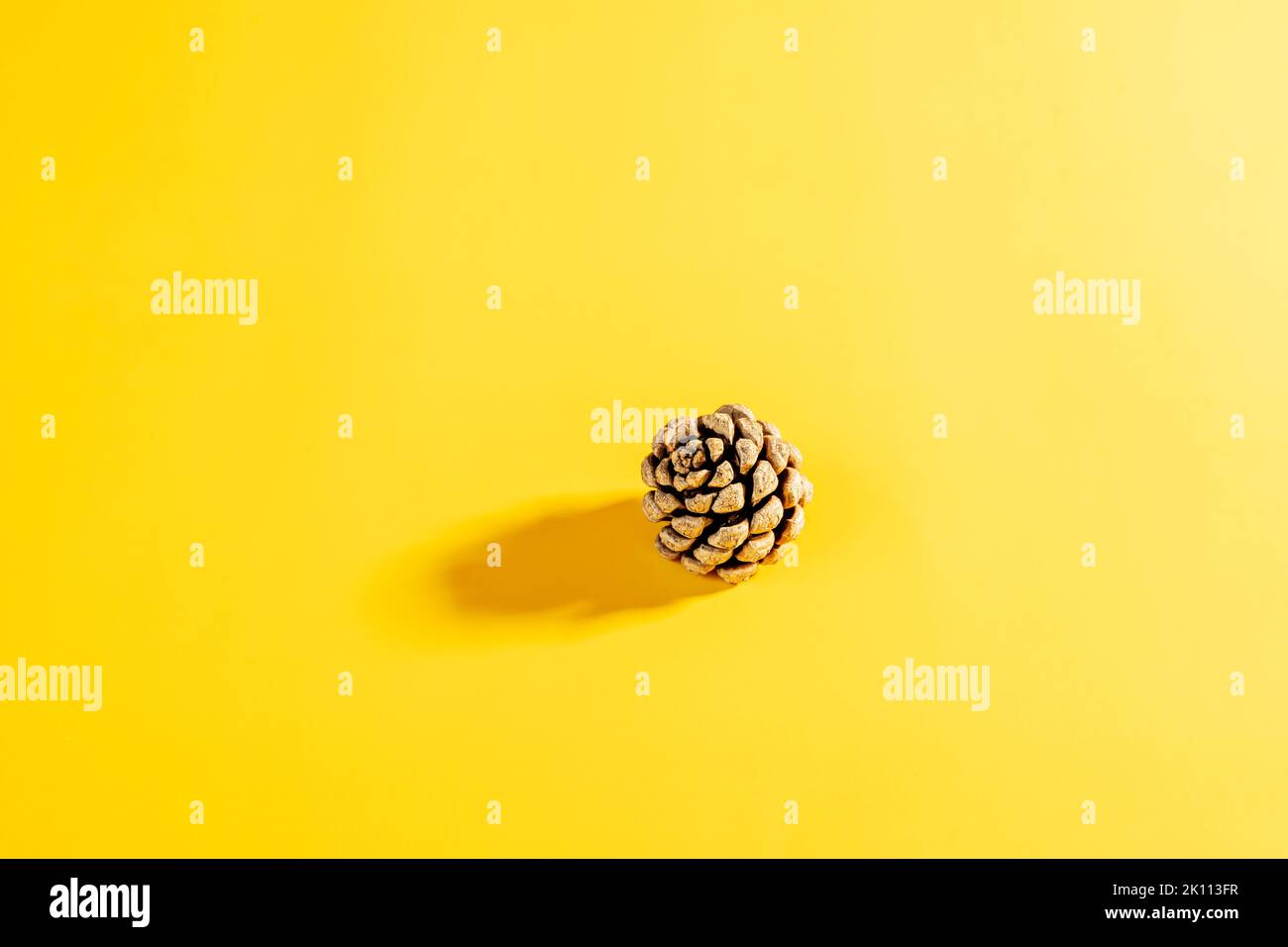 Small plant cones hi-res stock photography and images - Alamy