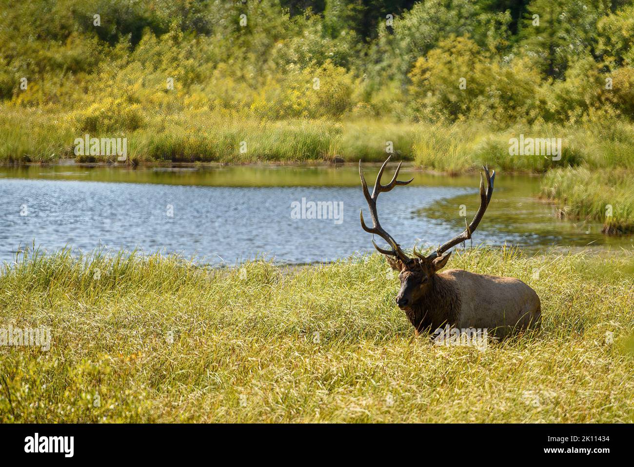 A large wapiti, bull elk, standing in the swamp grassy area of a slough ...