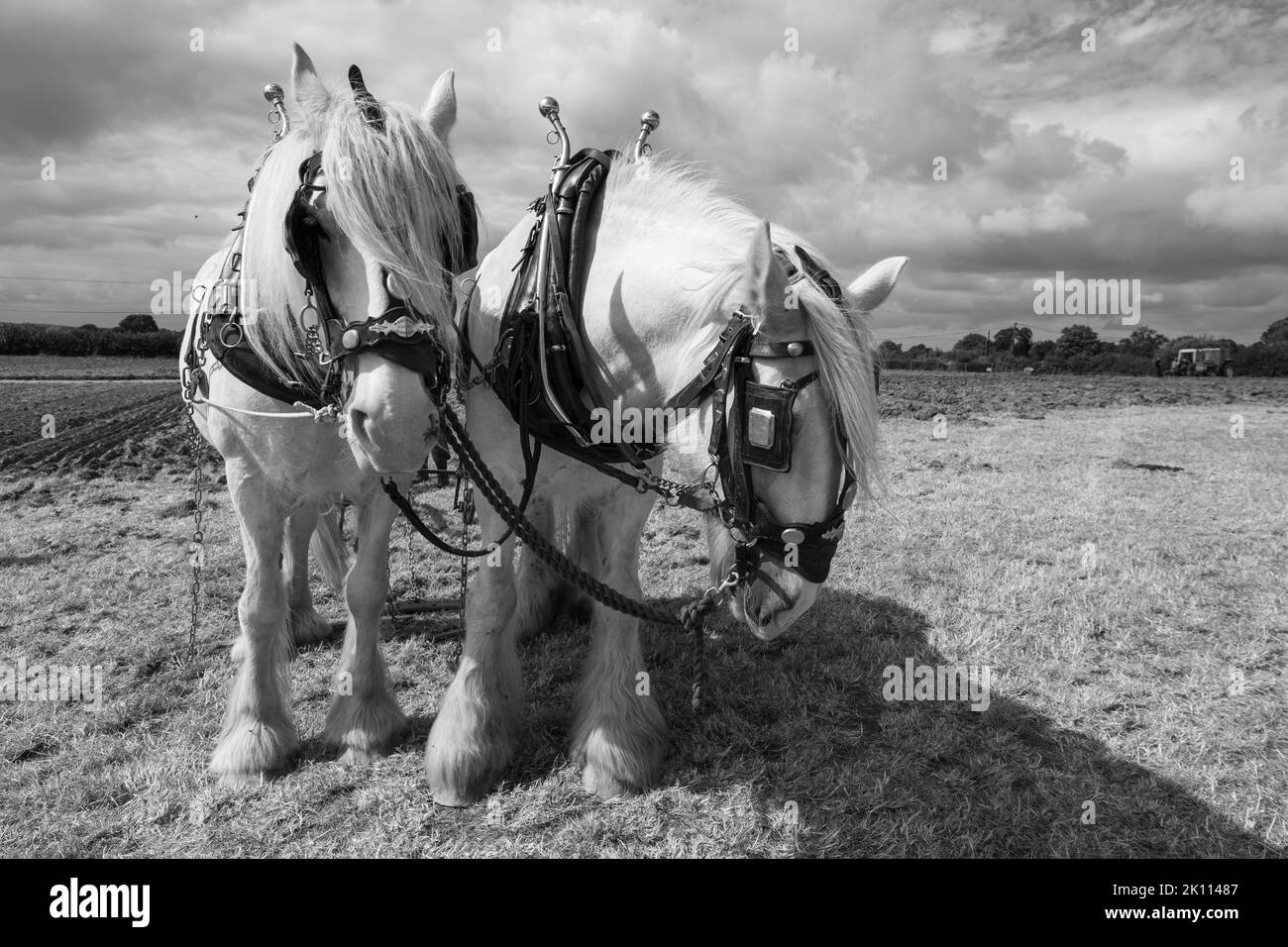 Black And White Shire Horse