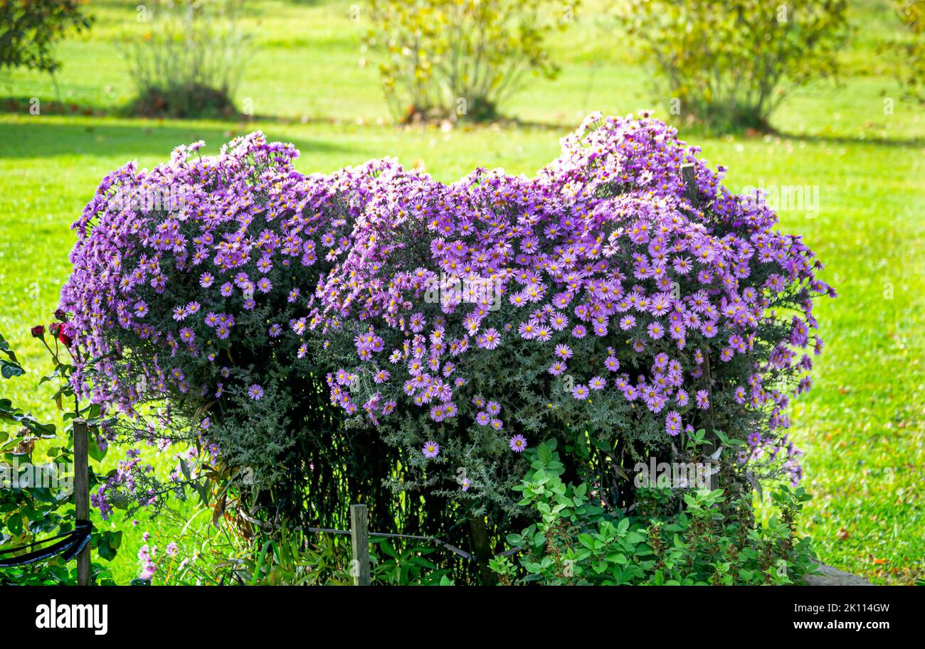 Three bright pink roses, upright, on stems with green leaves Stock ...