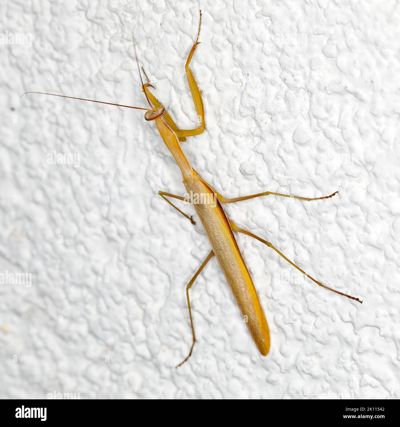 Mantis legs hi-res stock photography and images - Alamy