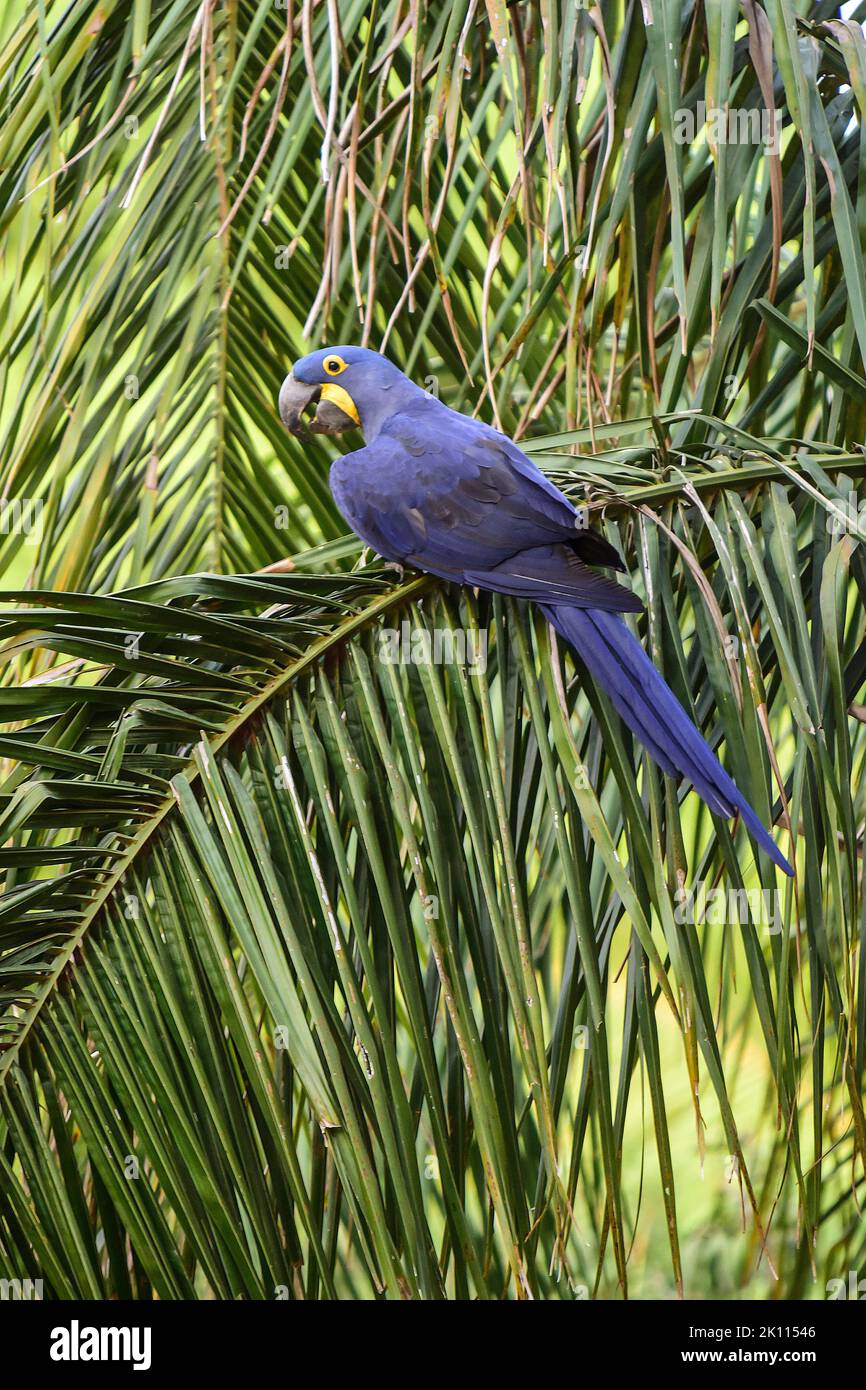 Brazil macau hi-res stock photography and images - Alamy