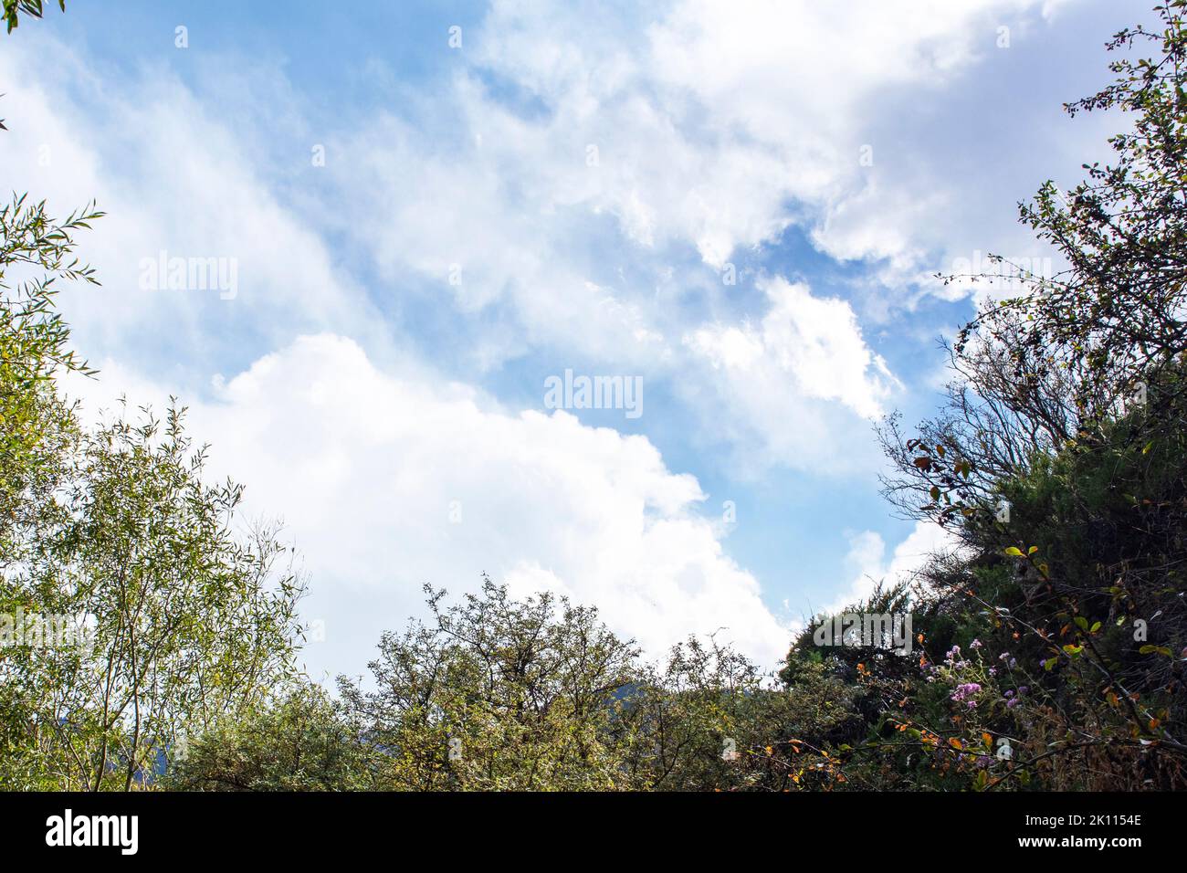 Cloud sky canopy leaves hi-res stock photography and images - Alamy
